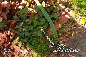 Easy Potted Clover for St. Patrick's Day - Pretty Handy Girl