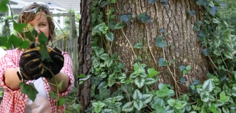Easiest Way to Get Rid of English Ivy for Good - Pretty Handy Girl