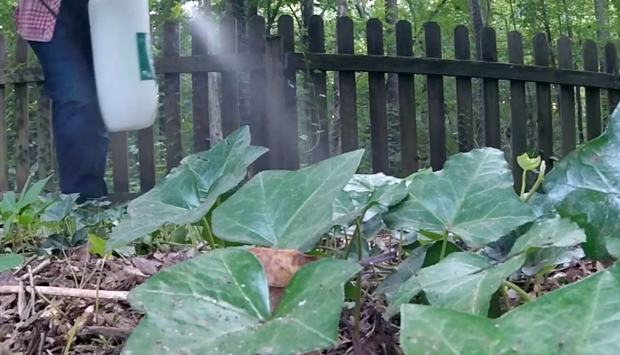 Easiest Way to Get Rid of English Ivy for Good - Pretty Handy Girl